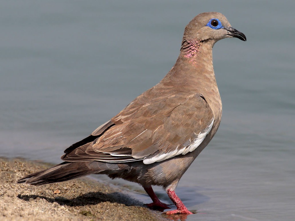West Peruvian Dove - eBird