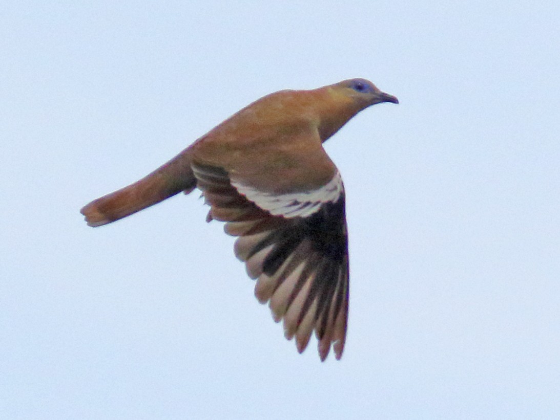 West Peruvian Dove - eBird