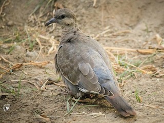 Zenaida Peruana - eBird