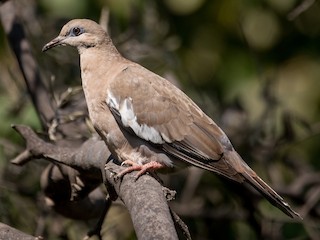 Zenaida Peruana - eBird