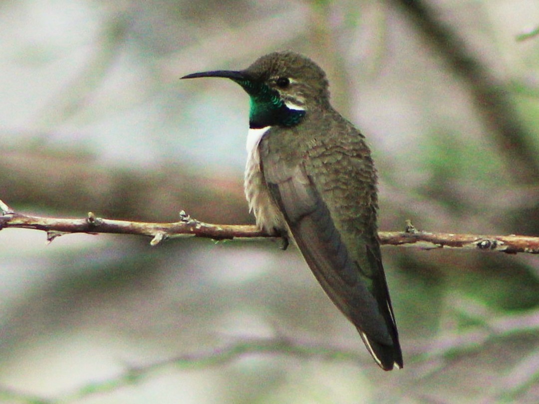 Picaflor cordillerano - eBird