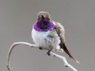 Chilean Woodstar - eBird