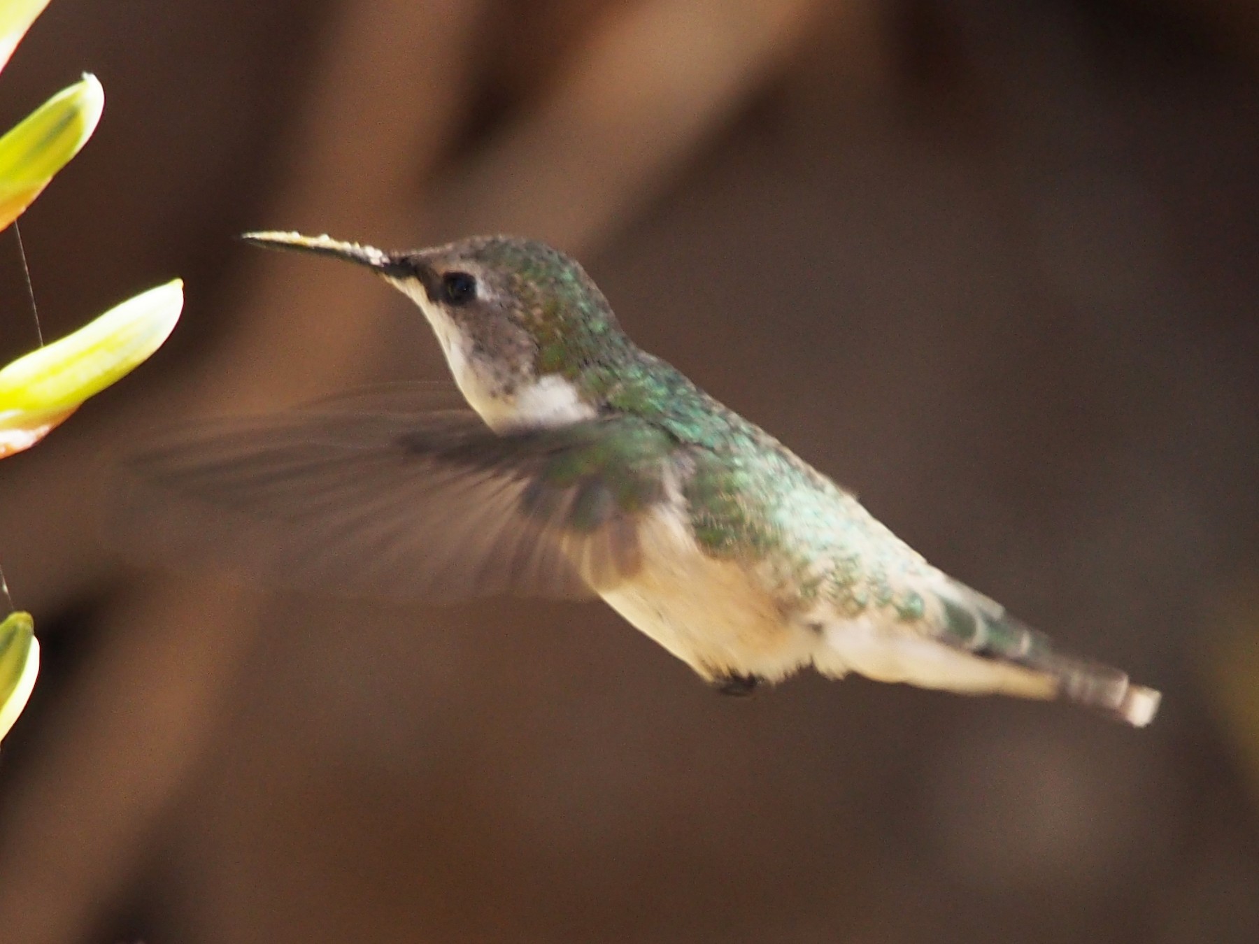Chilean Woodstar - eBird