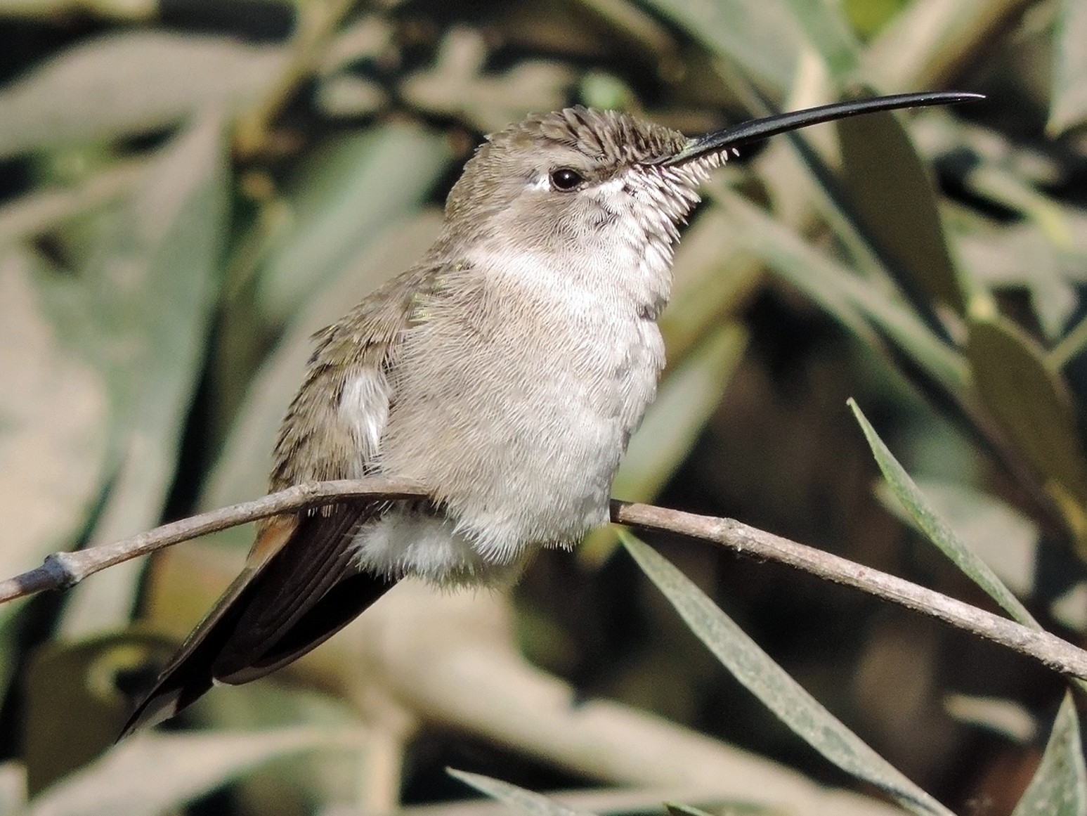 Oasis Hummingbird - eBird