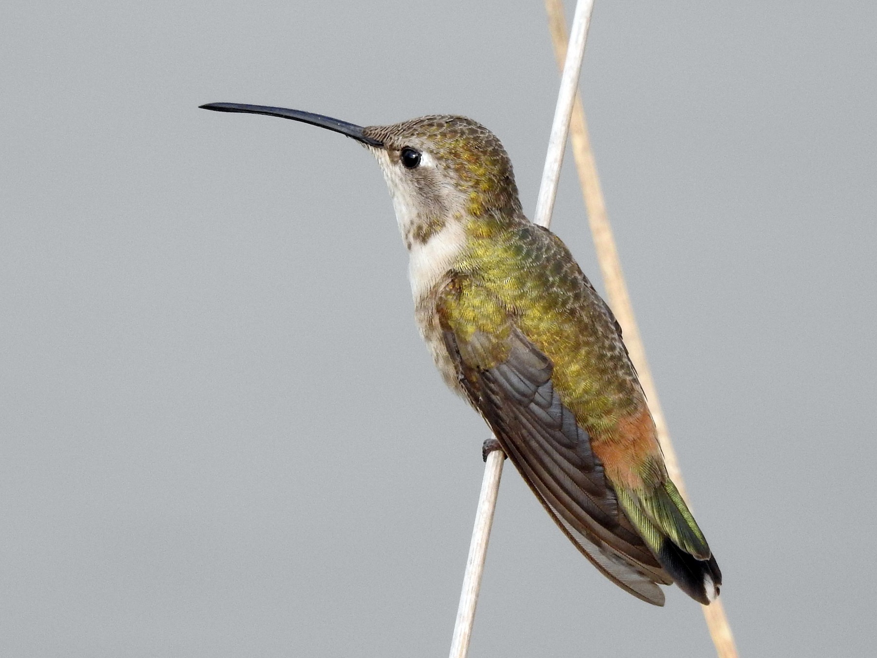 Oasis Hummingbird - eBird