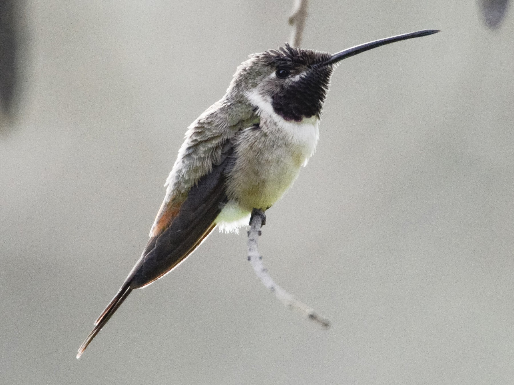 Oasis Hummingbird - eBird