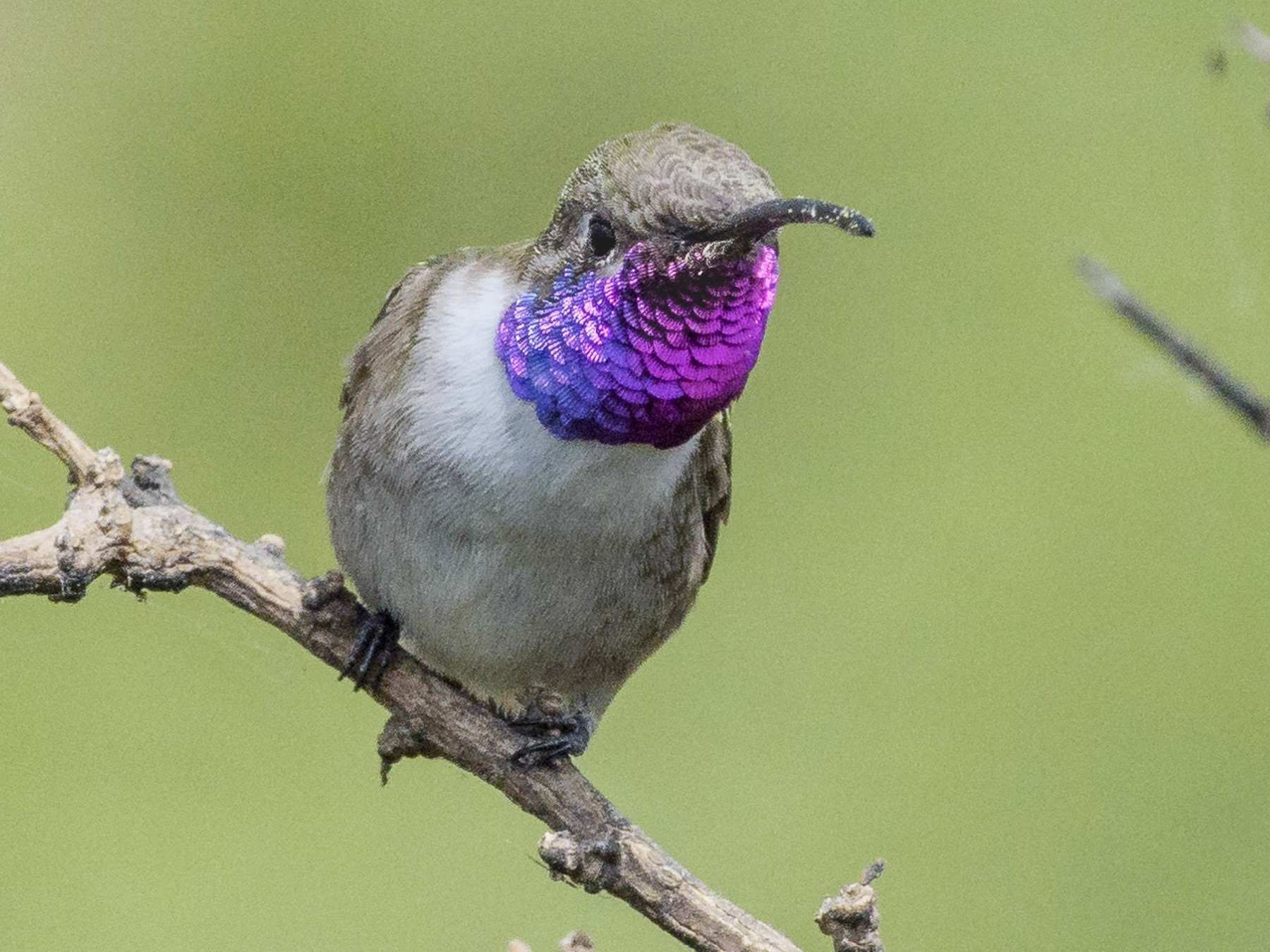 Oasis Hummingbird - eBird