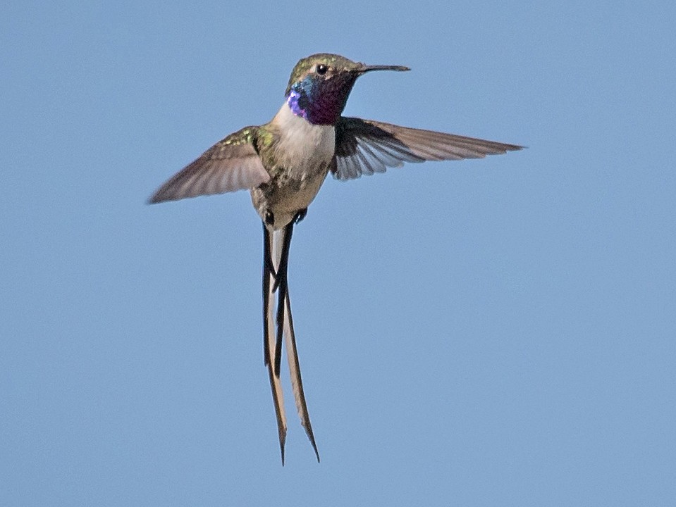 Picaflor de Cora - eBird