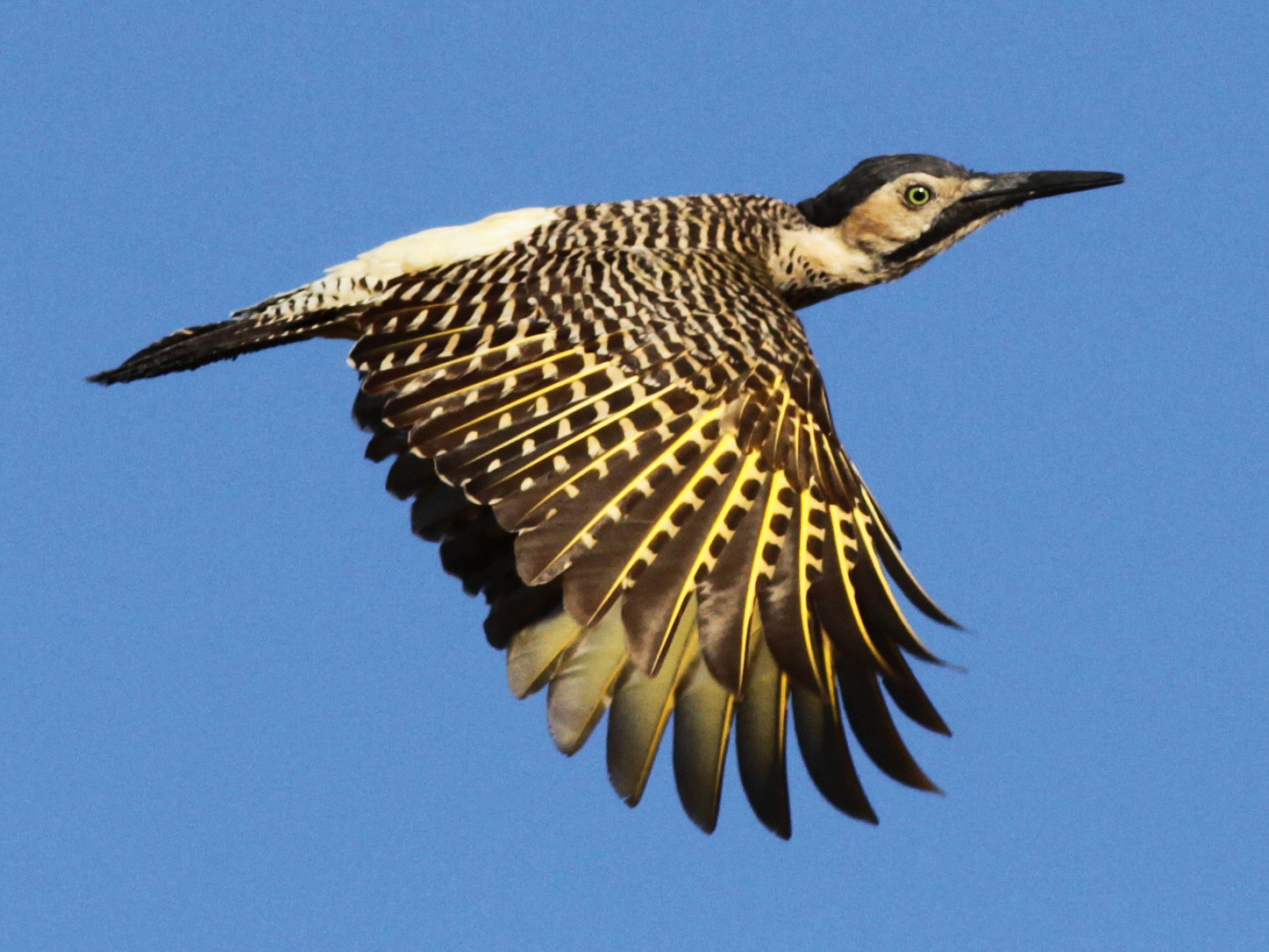Andean Flicker - eBird