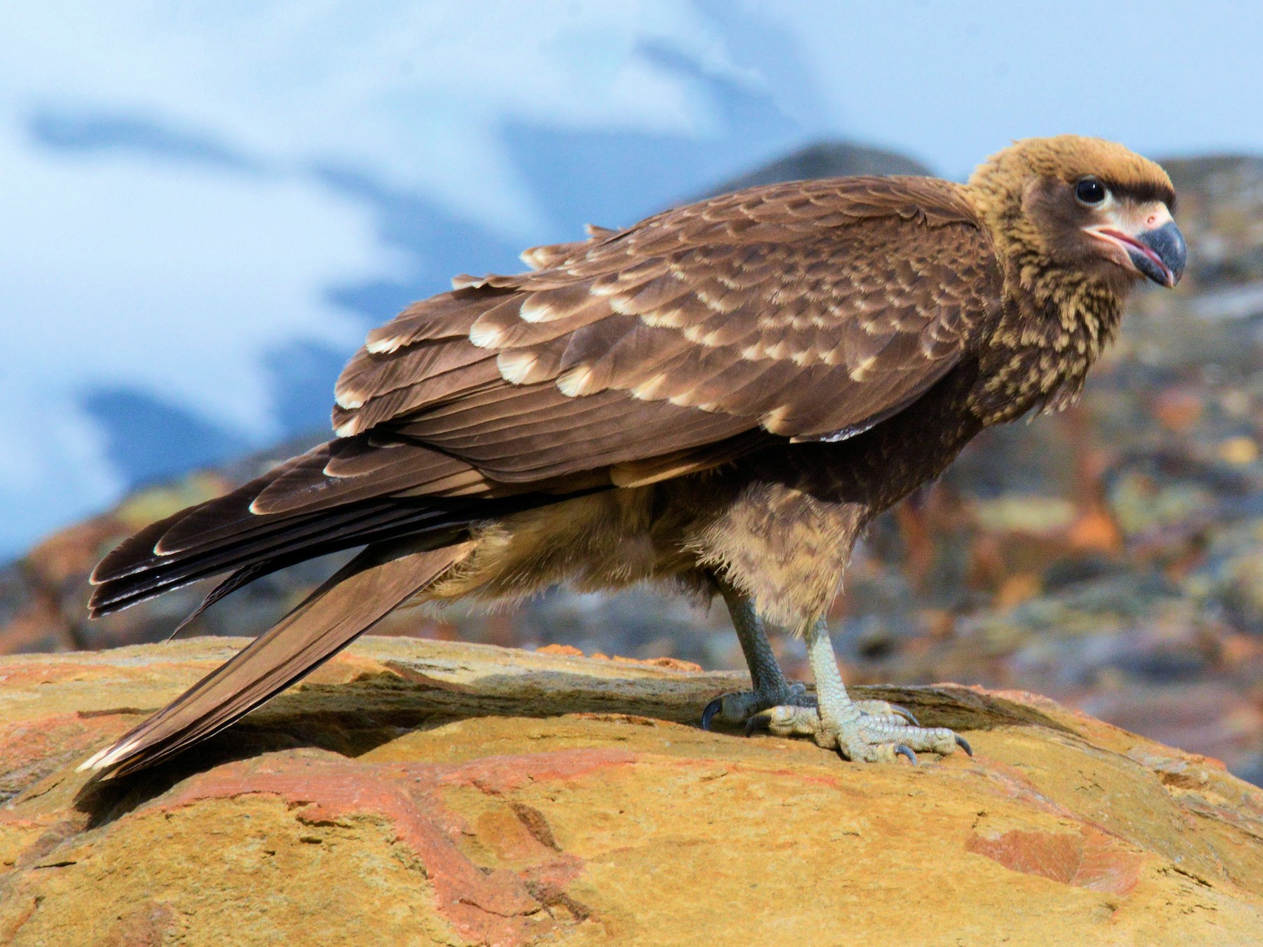 White-throated Caracara - eBird