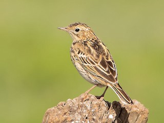 Correndera Pipit - eBird