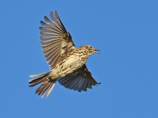 Correndera Pipit - eBird