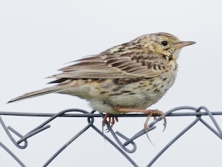 Correndera Pipit - eBird