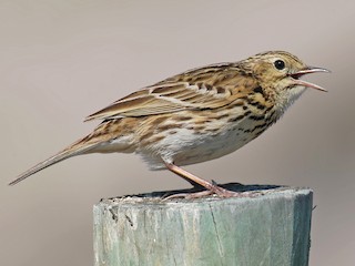 Correndera Pipit - eBird