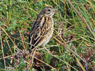 Correndera Pipit - eBird