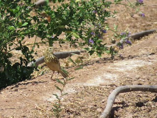 Correndera Pipit - eBird