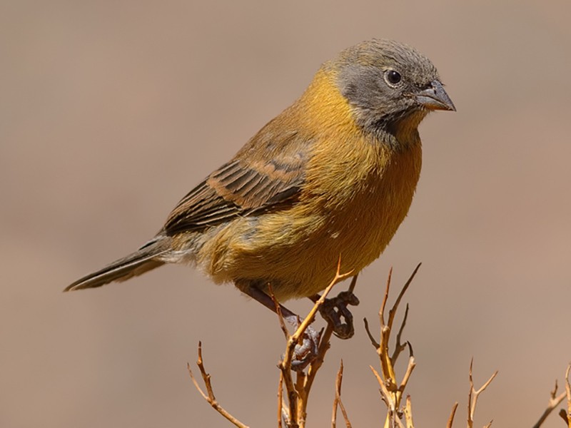 Black-hooded Sierra Finch - eBird