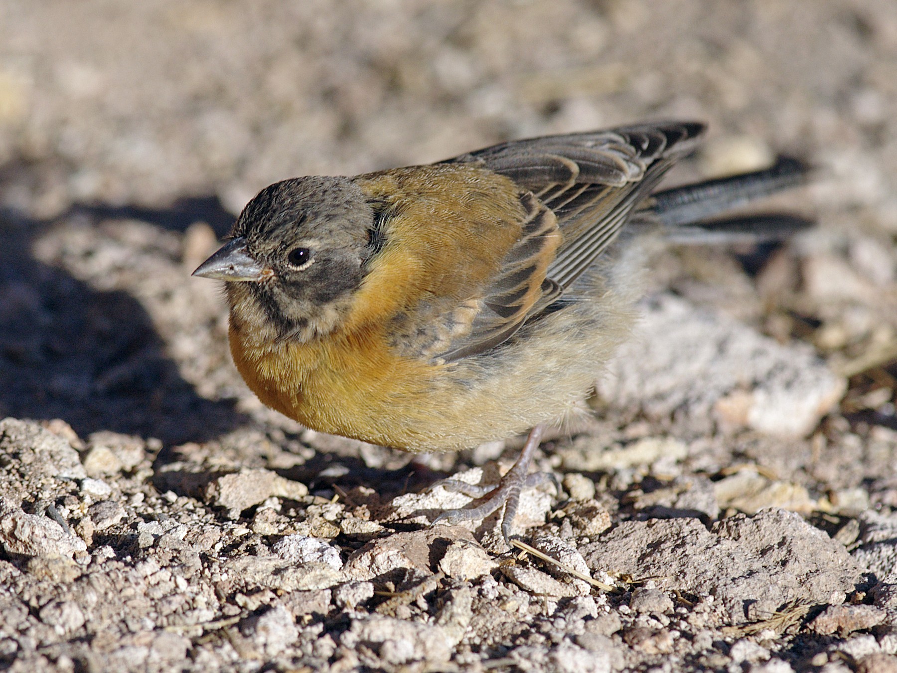 Black-hooded Sierra Finch - eBird