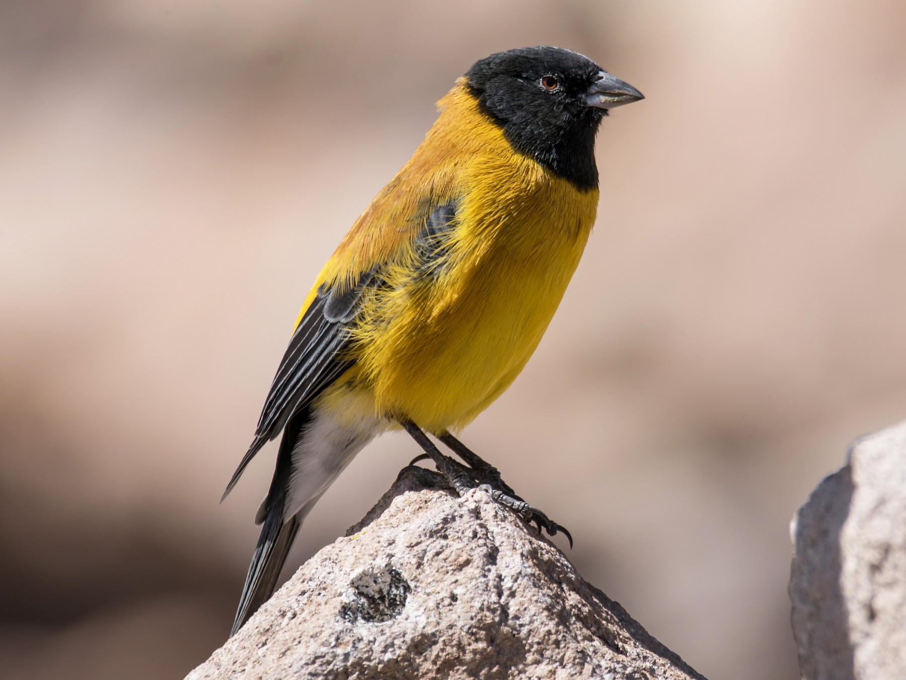 Black-hooded Sierra Finch - eBird