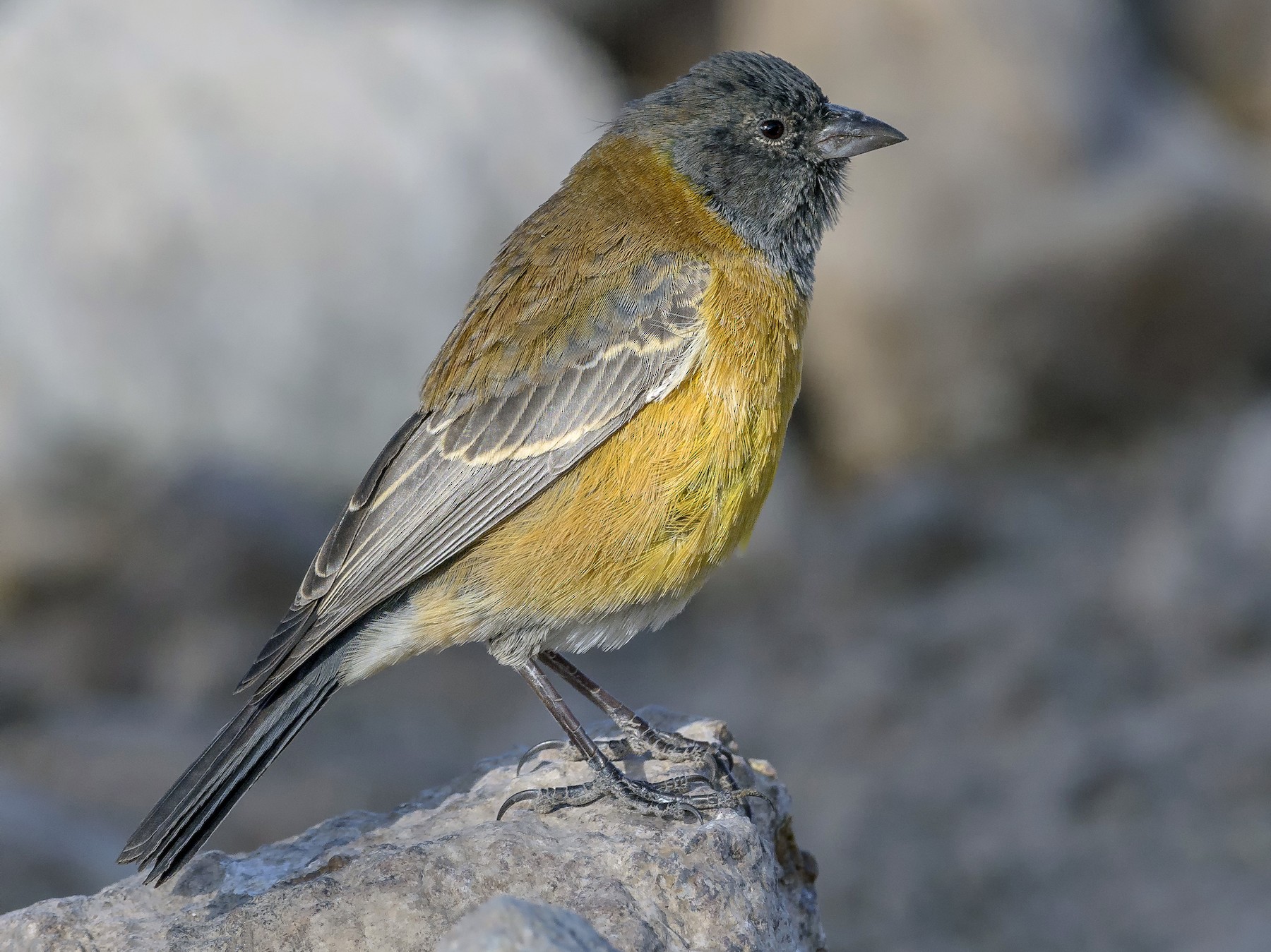 Black-hooded Sierra Finch - eBird