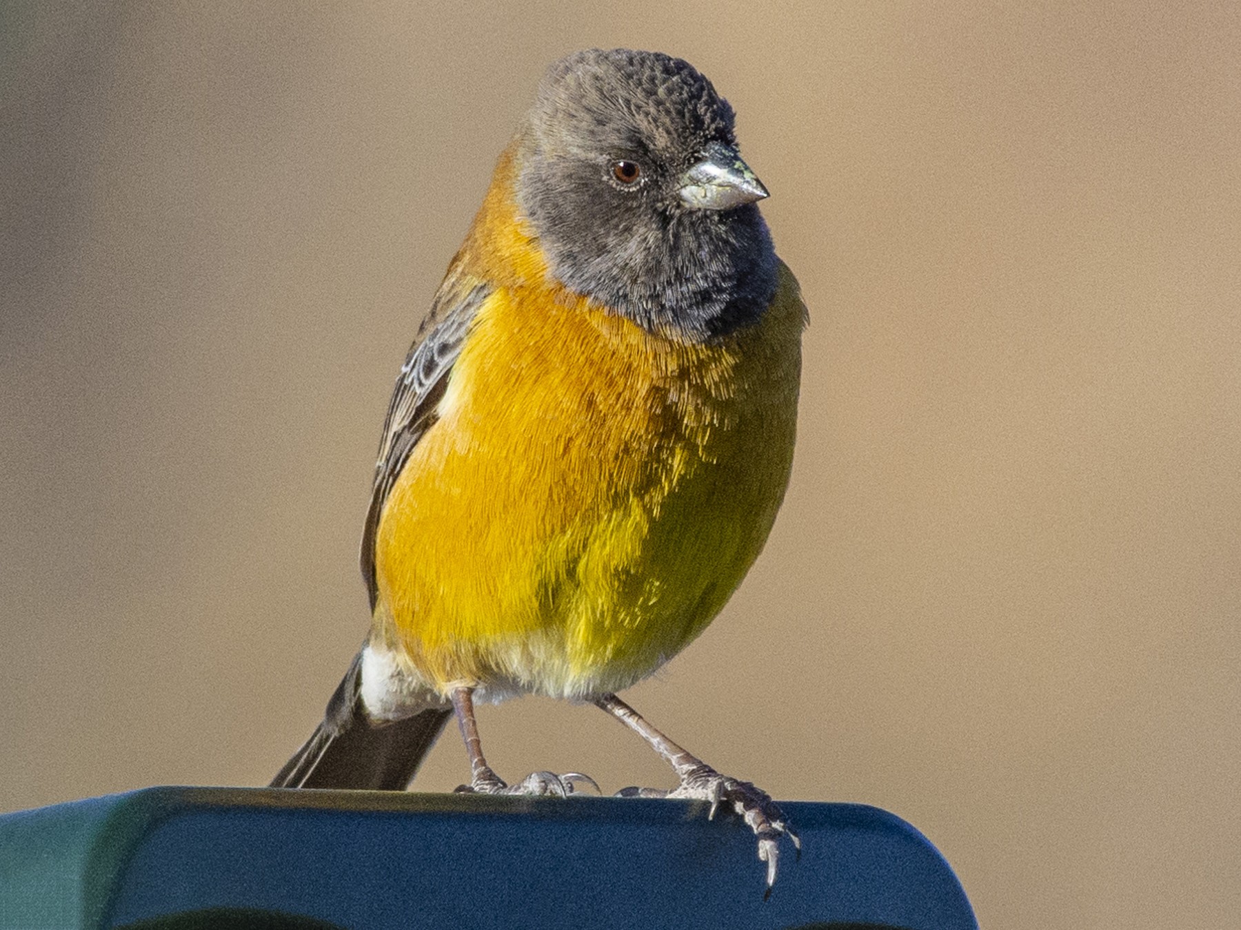 Black-hooded Sierra Finch - eBird