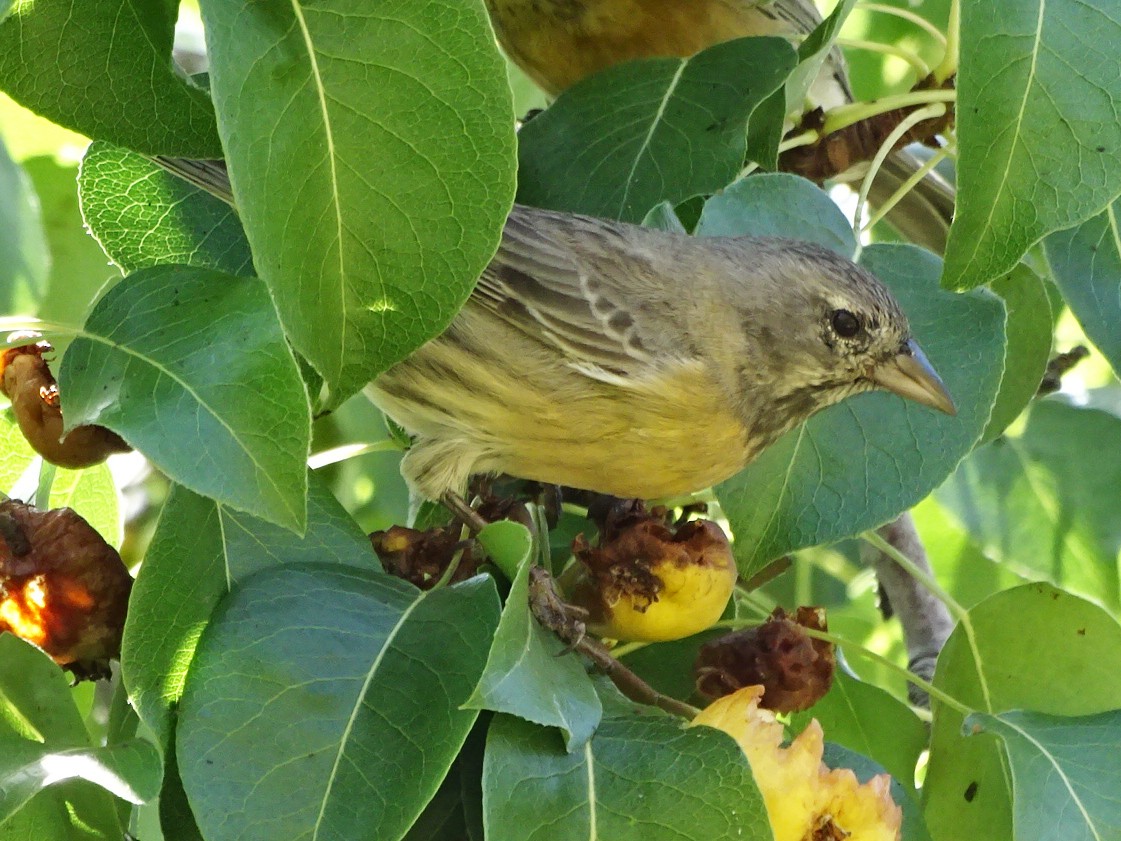 Gray-hooded Sierra Finch - eBird