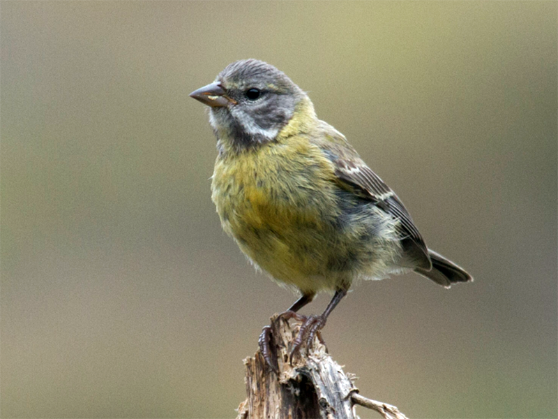 Gray-hooded Sierra Finch - eBird