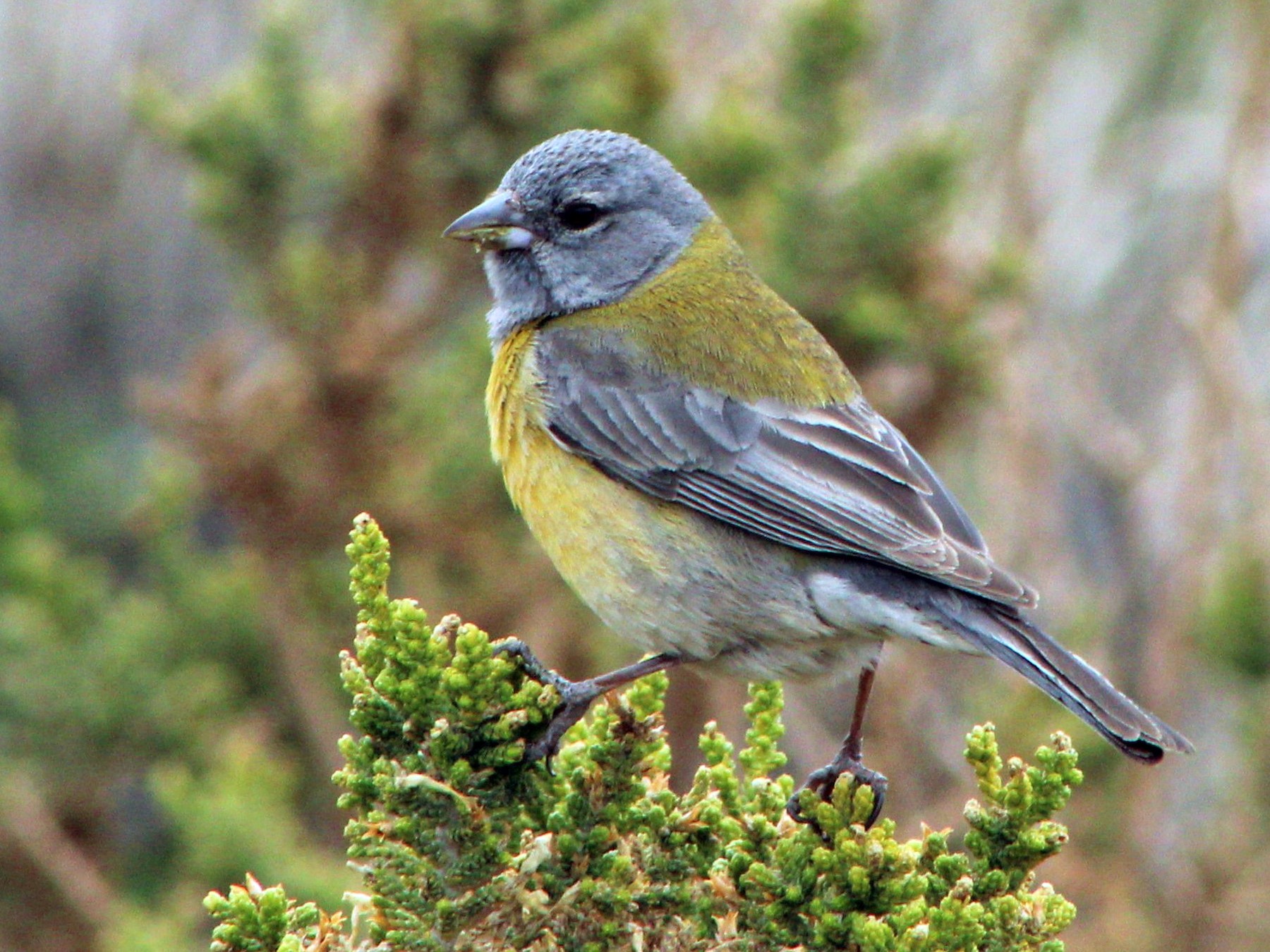 Gray-hooded Sierra Finch - eBird