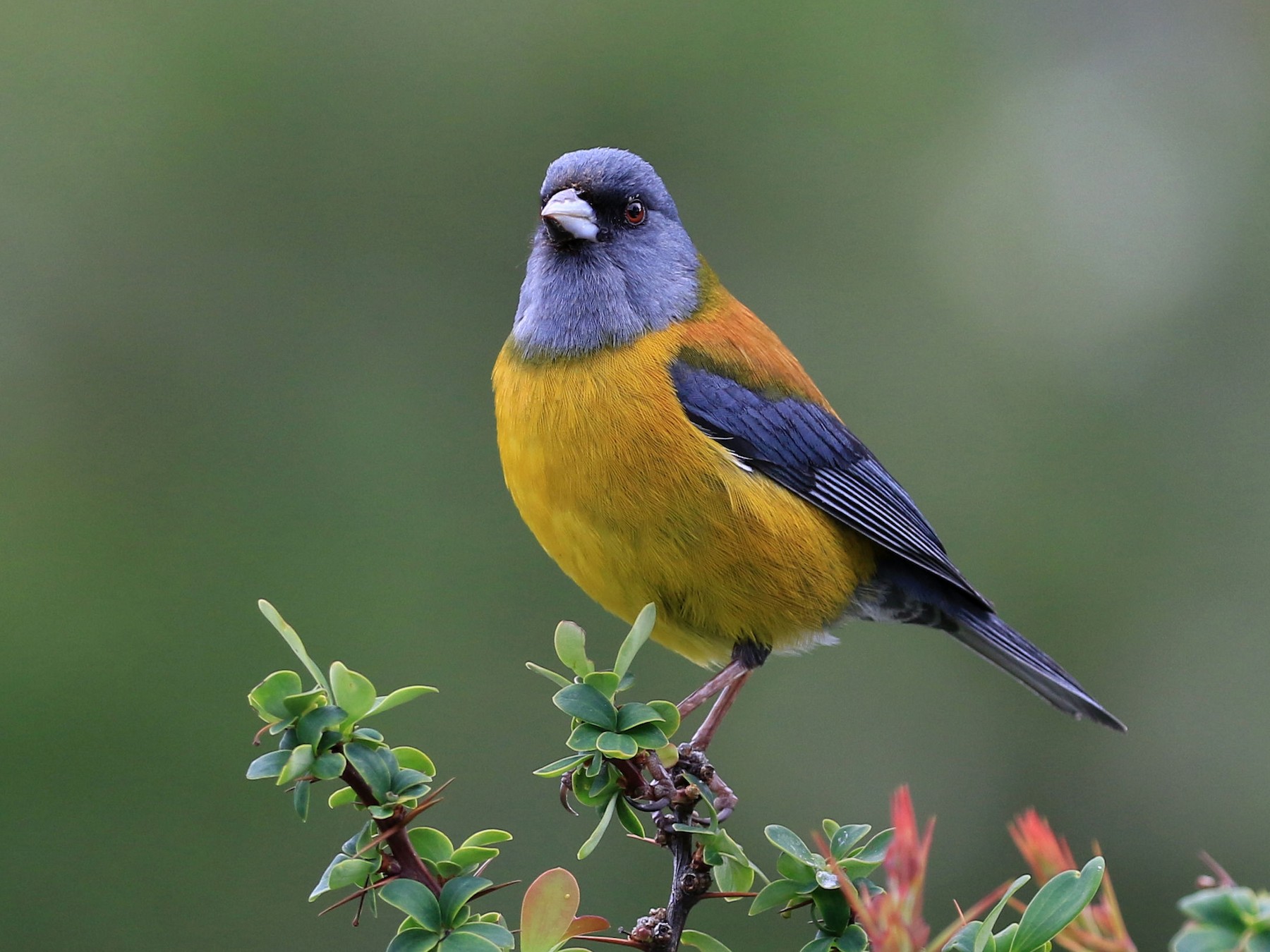 Patagonian Sierra Finch - eBird