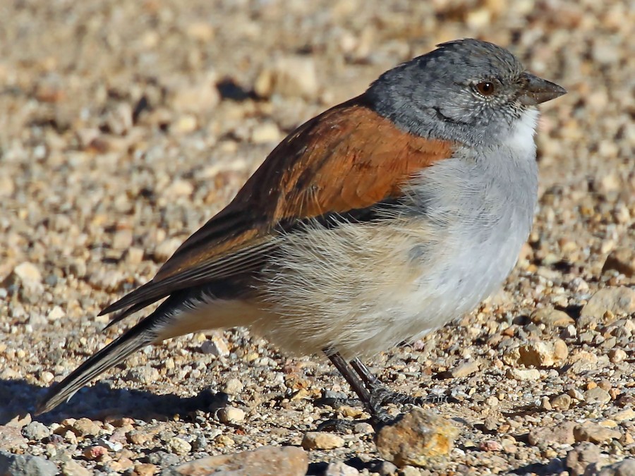 Red-backed Sierra Finch - eBird