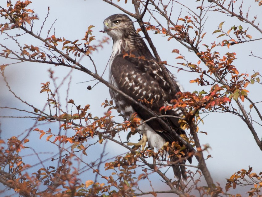 Rufous-tailed Hawk - eBird