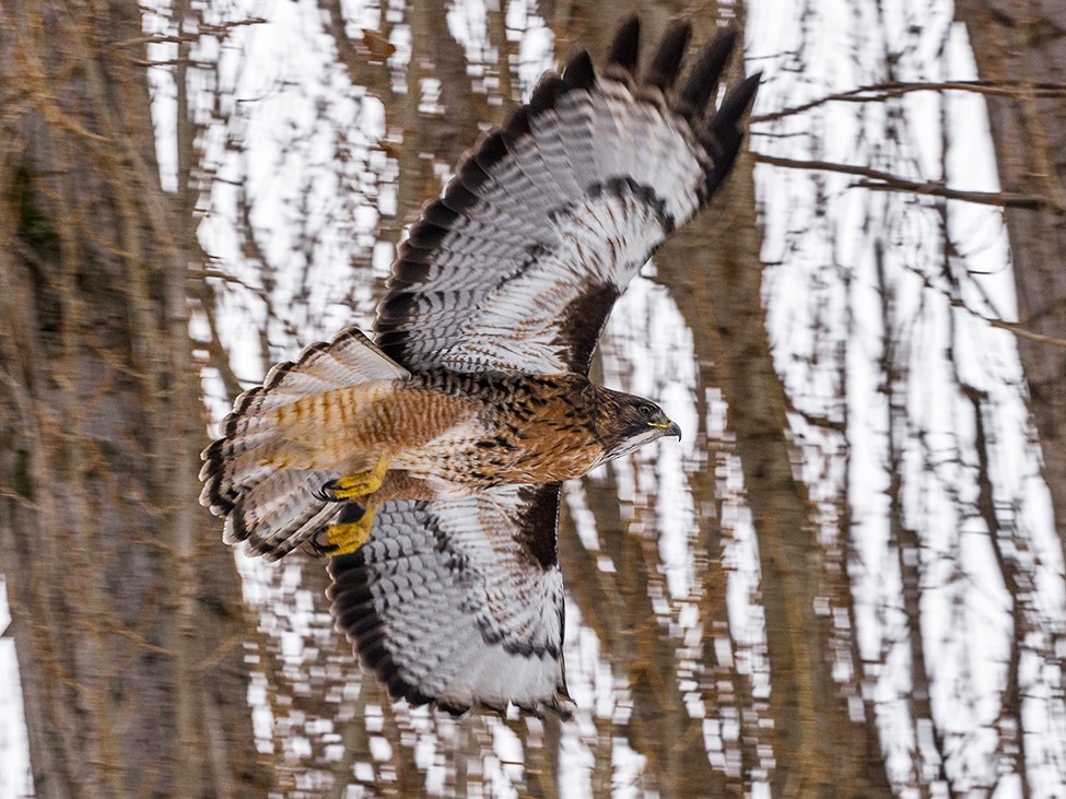 Rufous-tailed Hawk - eBird