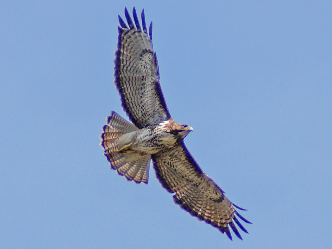 Rufous-tailed Hawk - eBird