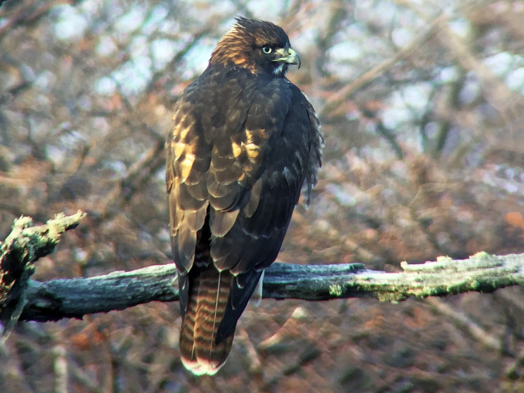 Rufous-tailed Hawk - eBird
