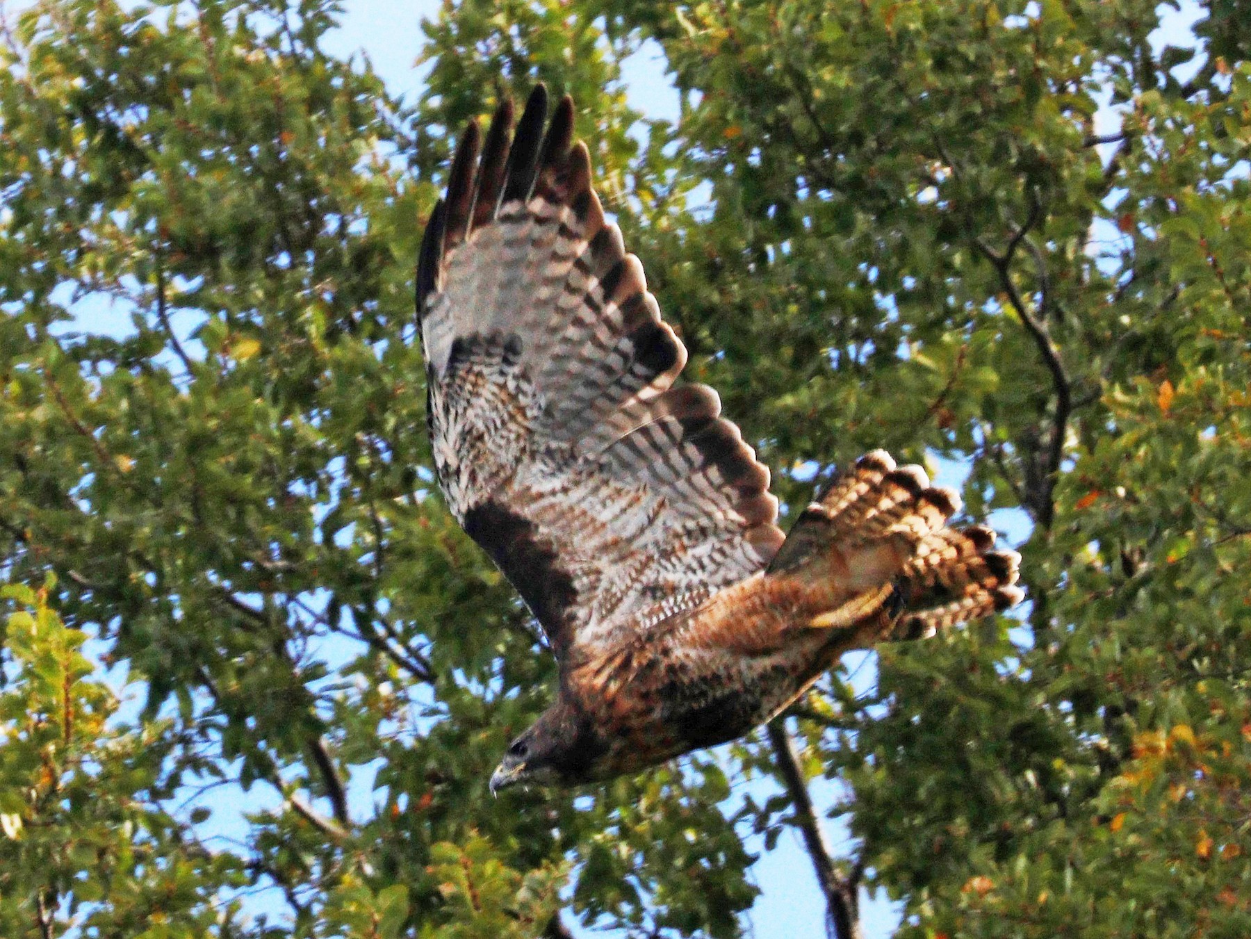 Rufous-tailed Hawk - eBird
