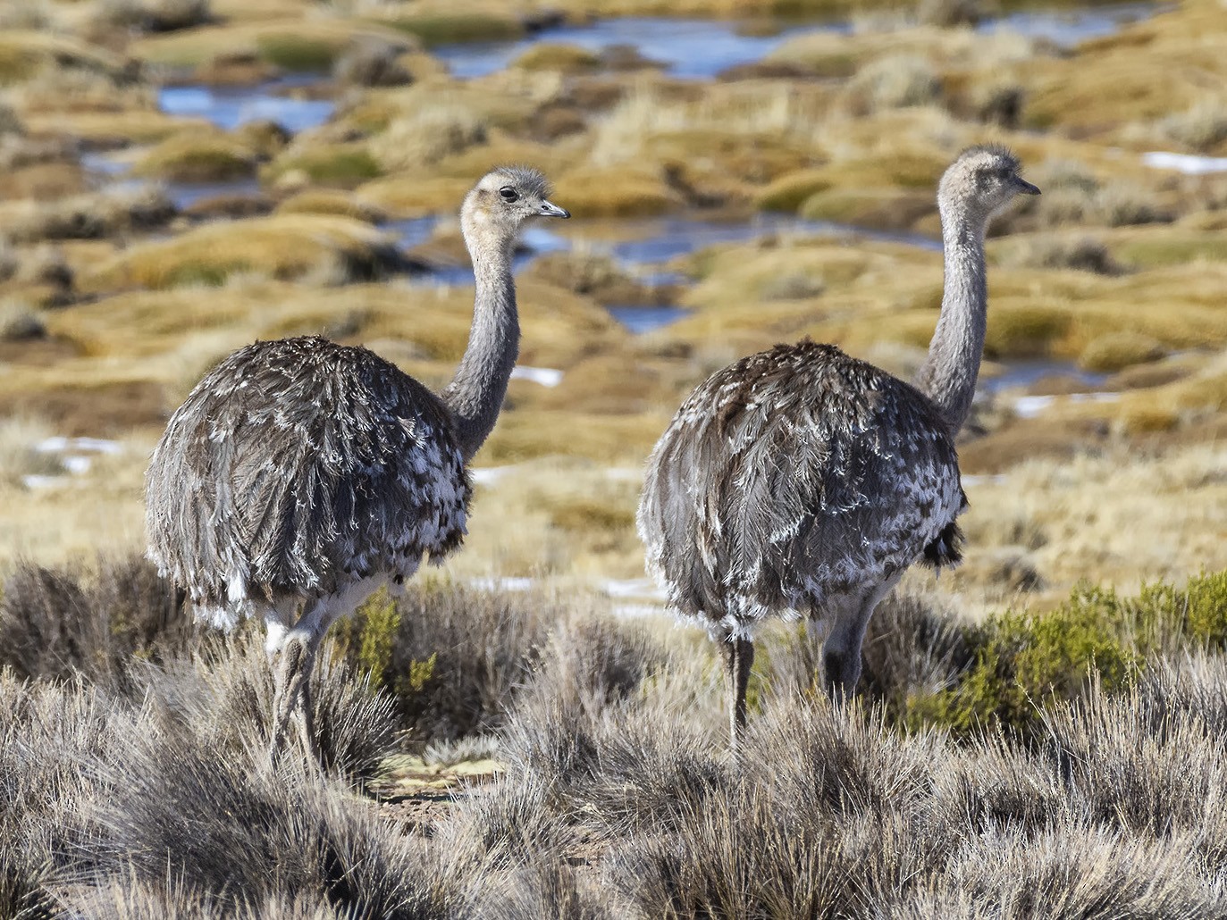 Lesser Rhea - eBird