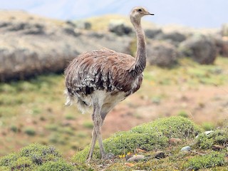 Lesser Rhea - eBird