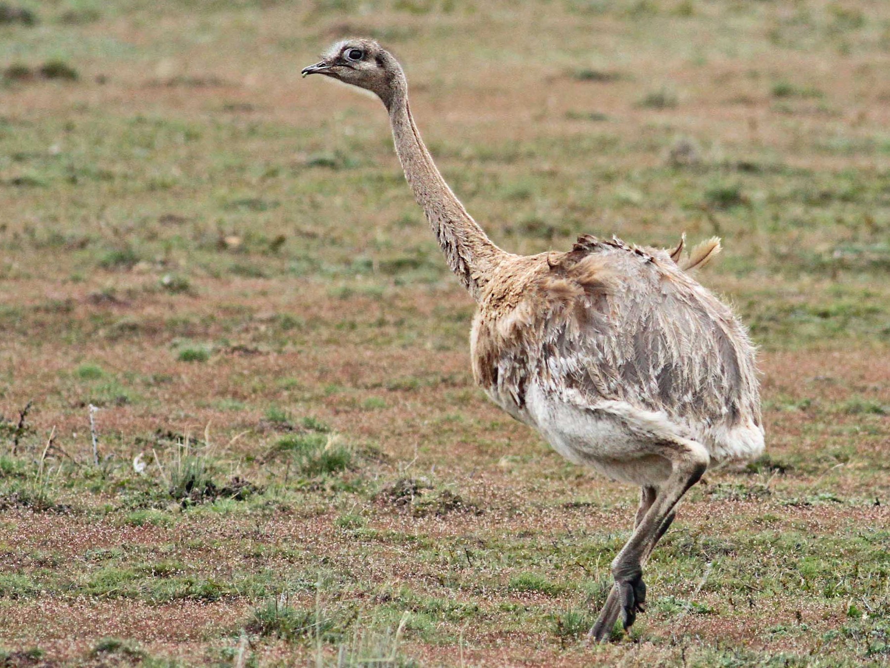 Lesser Rhea - eBird
