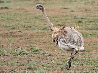 Lesser Rhea - eBird