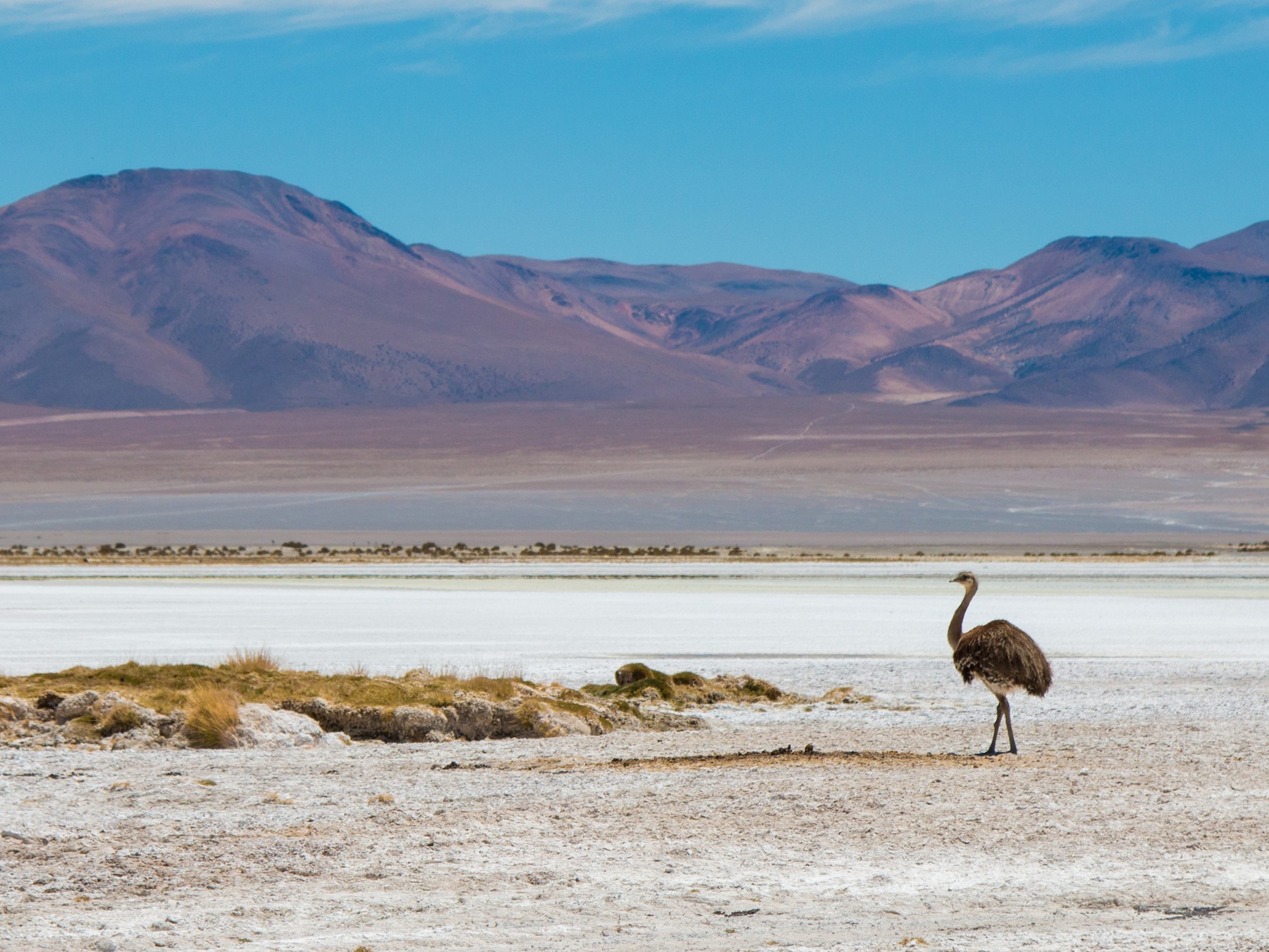 Lesser Rhea - eBird