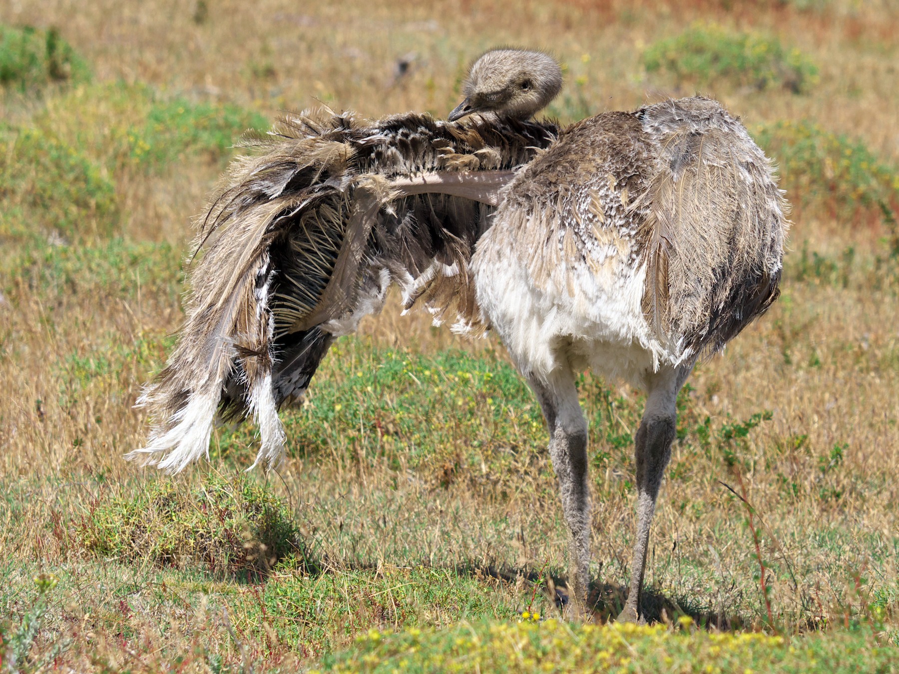 Ñandú Petiso - eBird