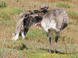 Lesser Rhea - eBird