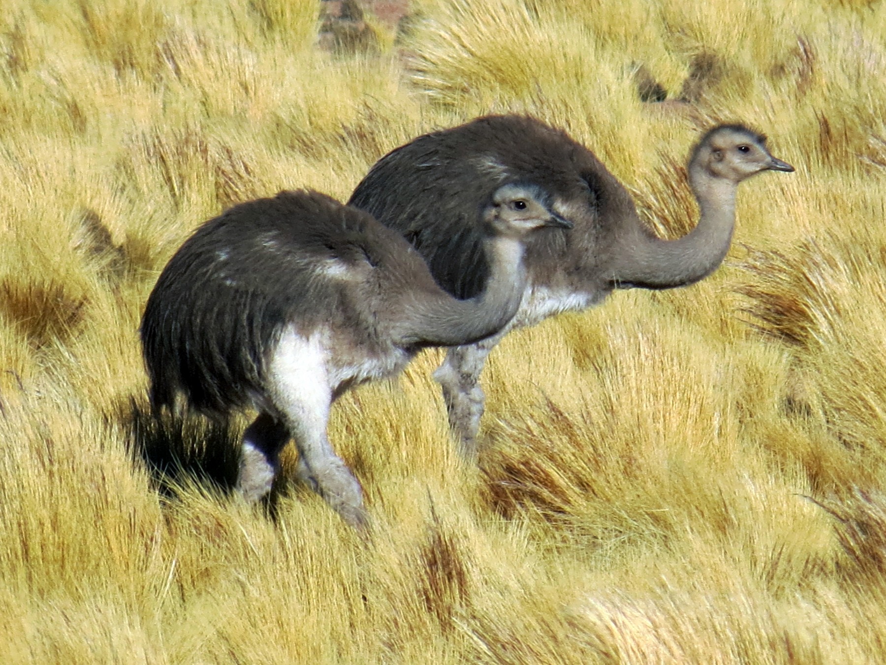 Baby Rhea Bird