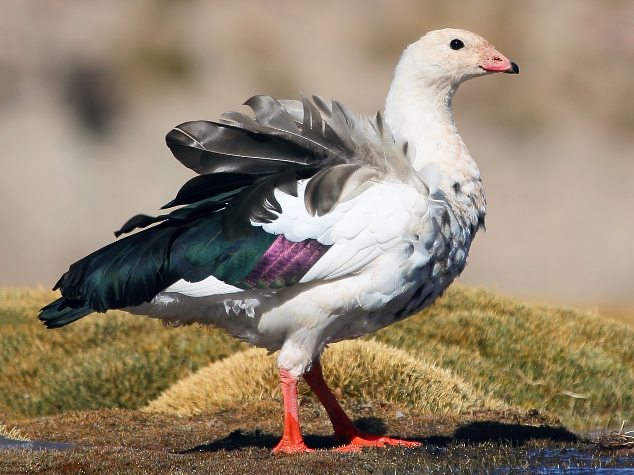 Andean Goose - eBird