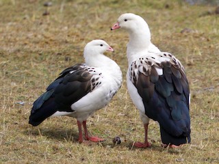 Andean Goose - eBird