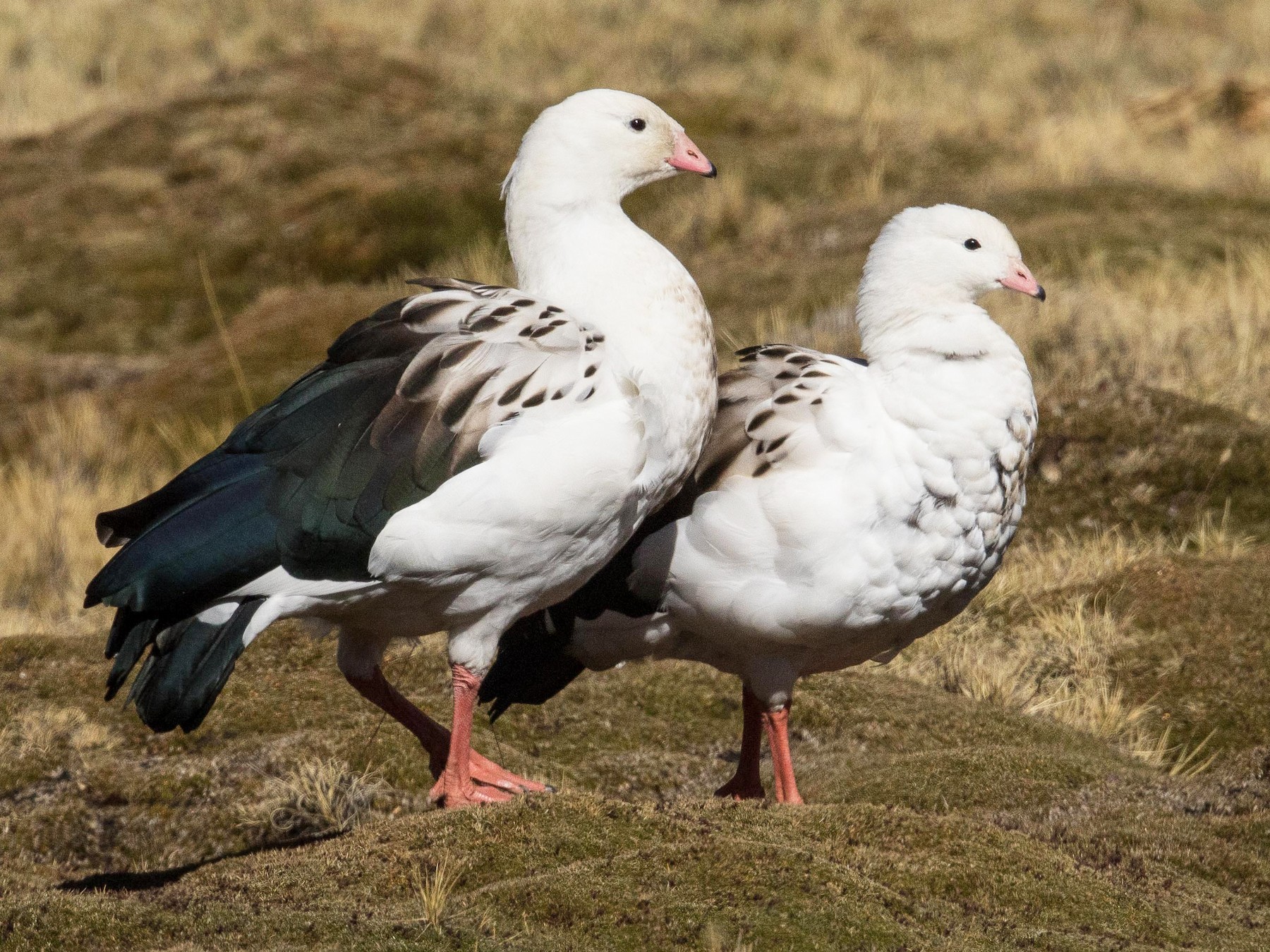 Andean Goose - eBird