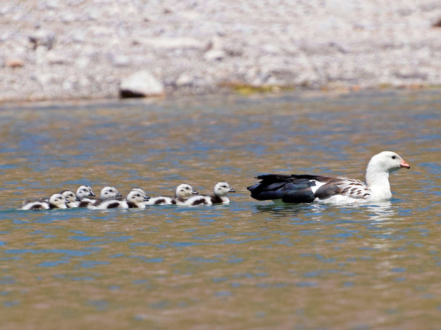 Cauquén Guayata - eBird