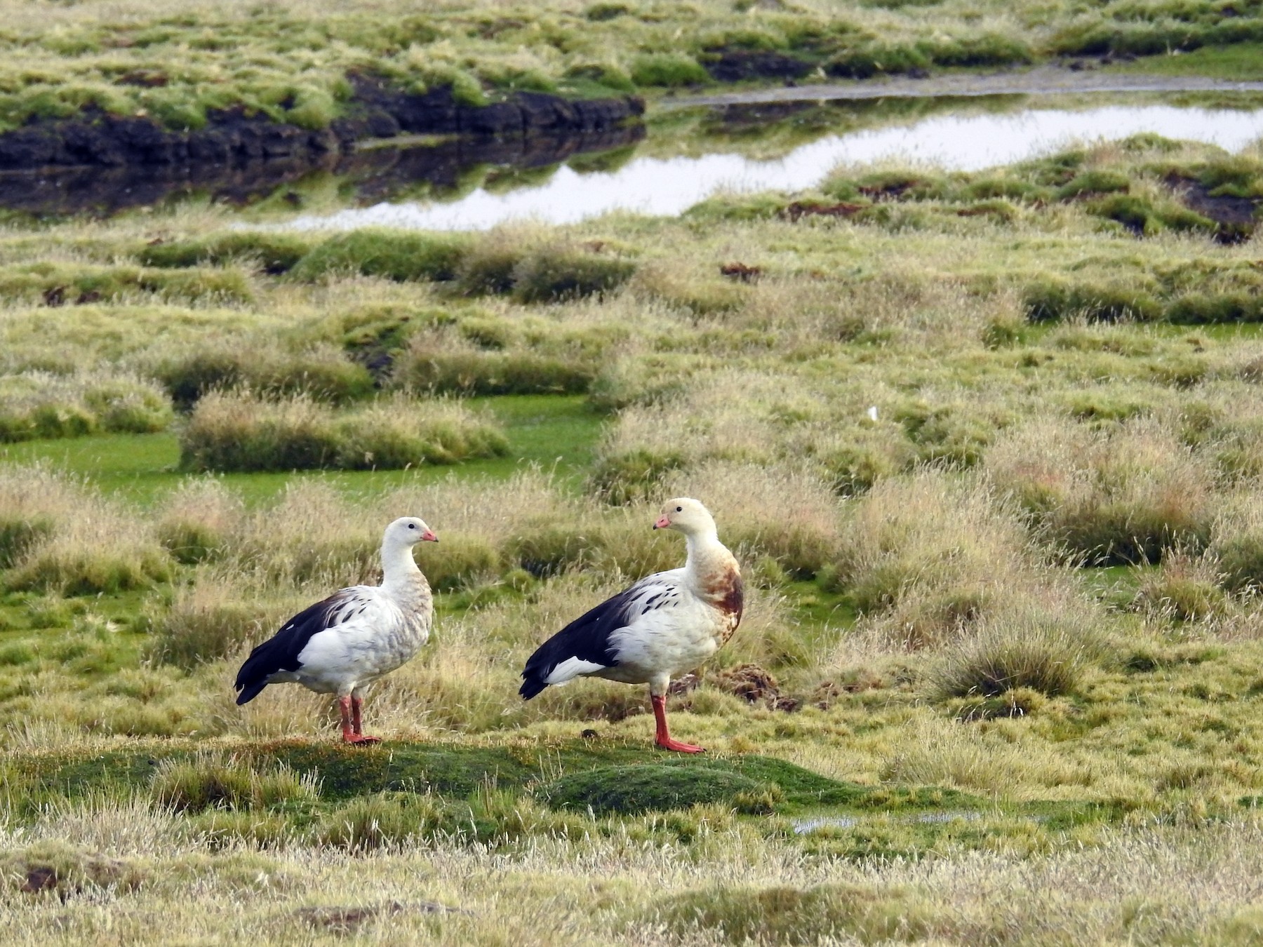 Andean Goose - eBird