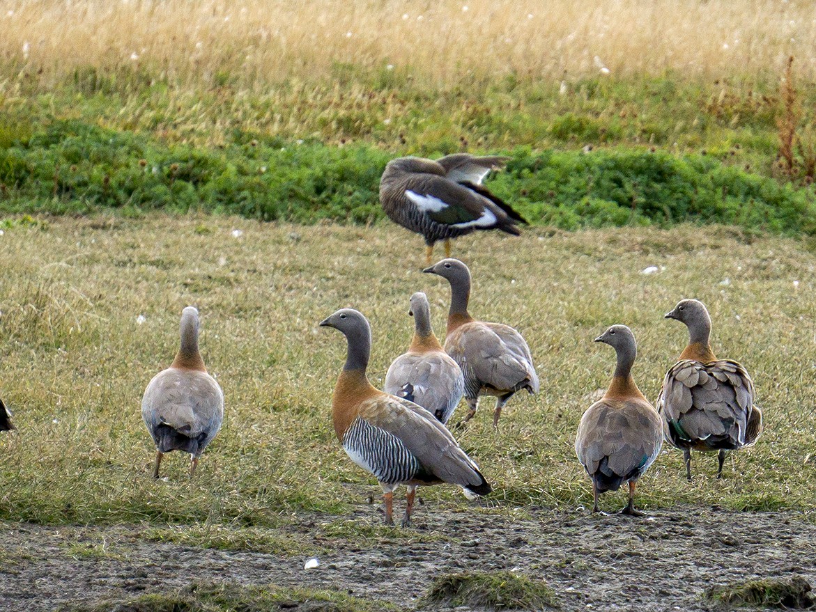 Gråhovedet Gås - eBird