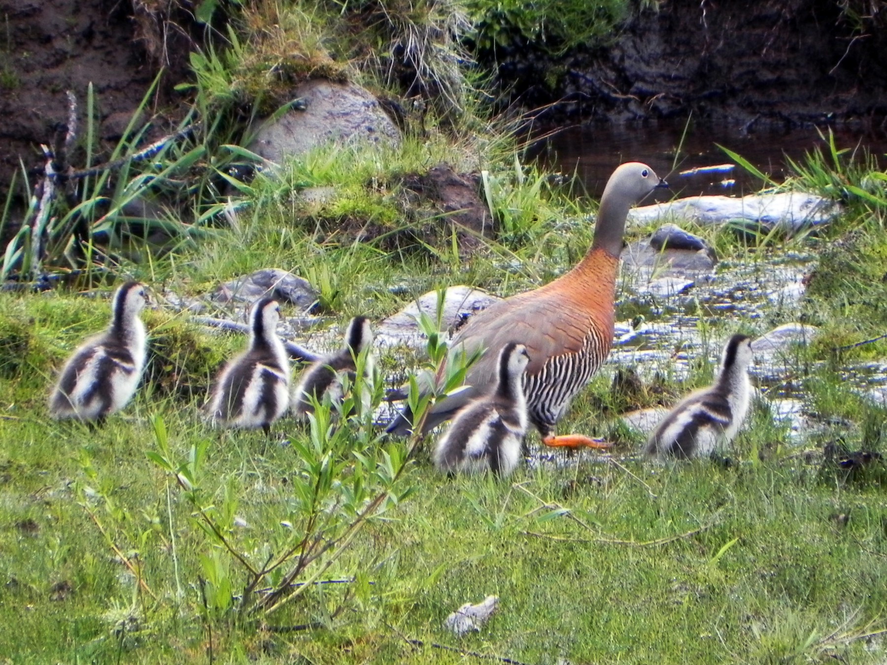 ashy-headed goose - eBird